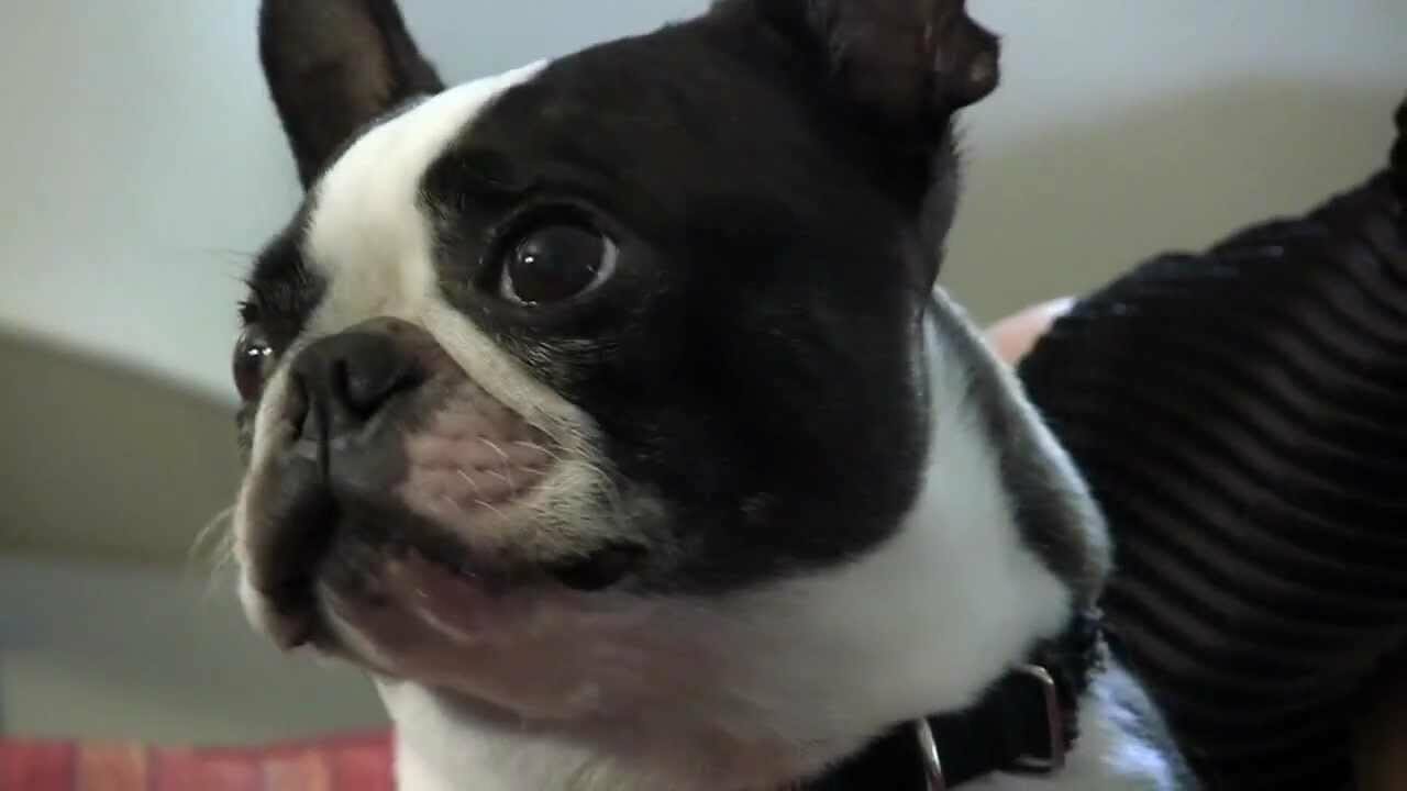 Talent Hounds - Singing Cute Funny Little Dog Star Louis - What a Voice ...