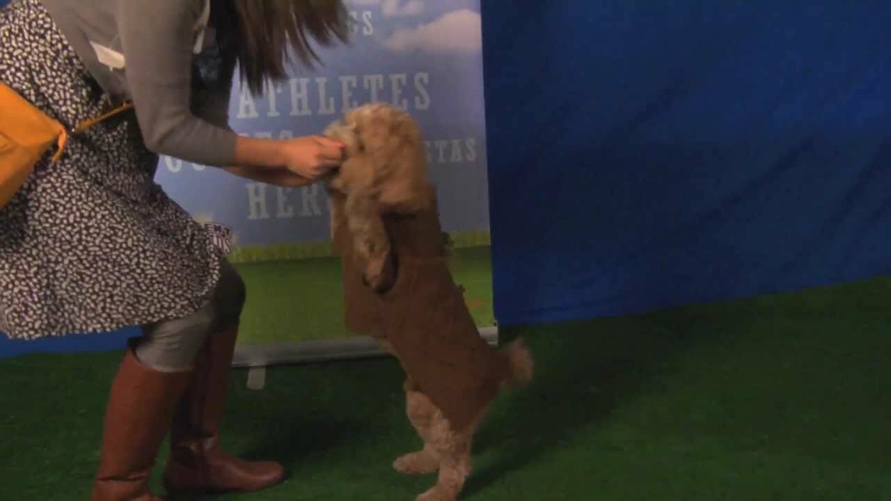 Luke - Talent Hounds