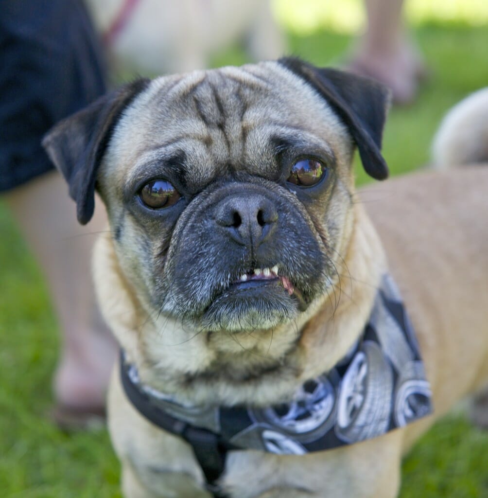 Pugalicious- Running of the Pugs at Woofstock - Talent Hounds