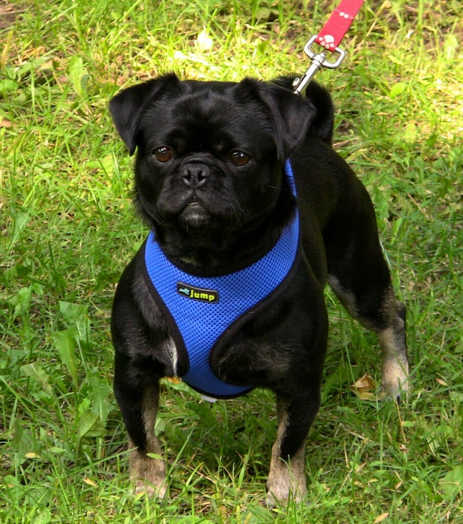 Getting fit with Kilo the Pug - Talent Hounds