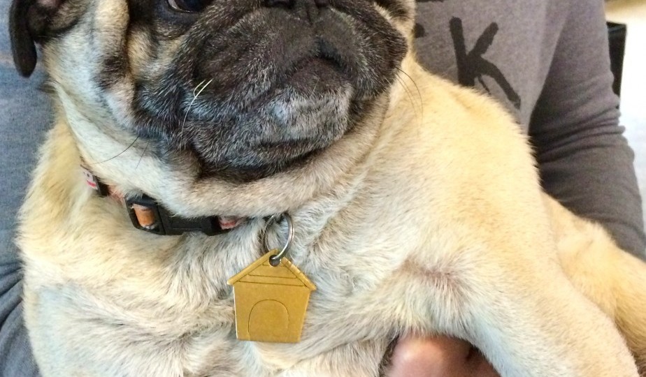 Pug Breed - Talent Hounds