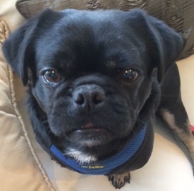 Kilo Snapshot of Life- quizzical - Talent Hounds