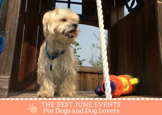 The Best June Events For Dogs And Dog Lovers - Talent Hounds