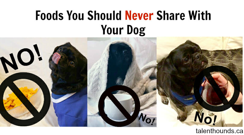 Foods You Should Never Share With Your Dog Talent Hounds