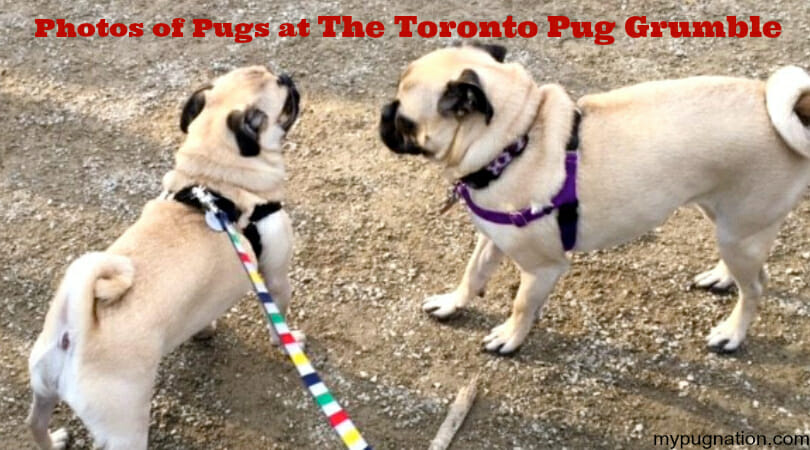 Adorable Photos of Pugs at The Toronto Pug Grumble