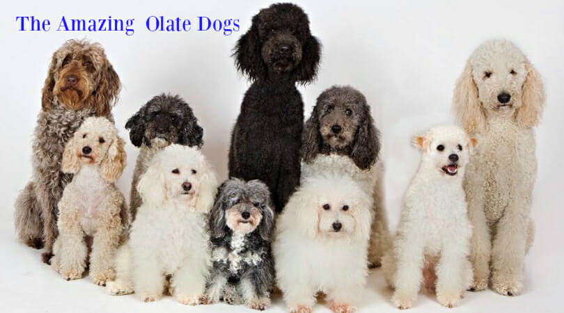Have You Seen The Amazing Olate Dogs? - Talent Hounds