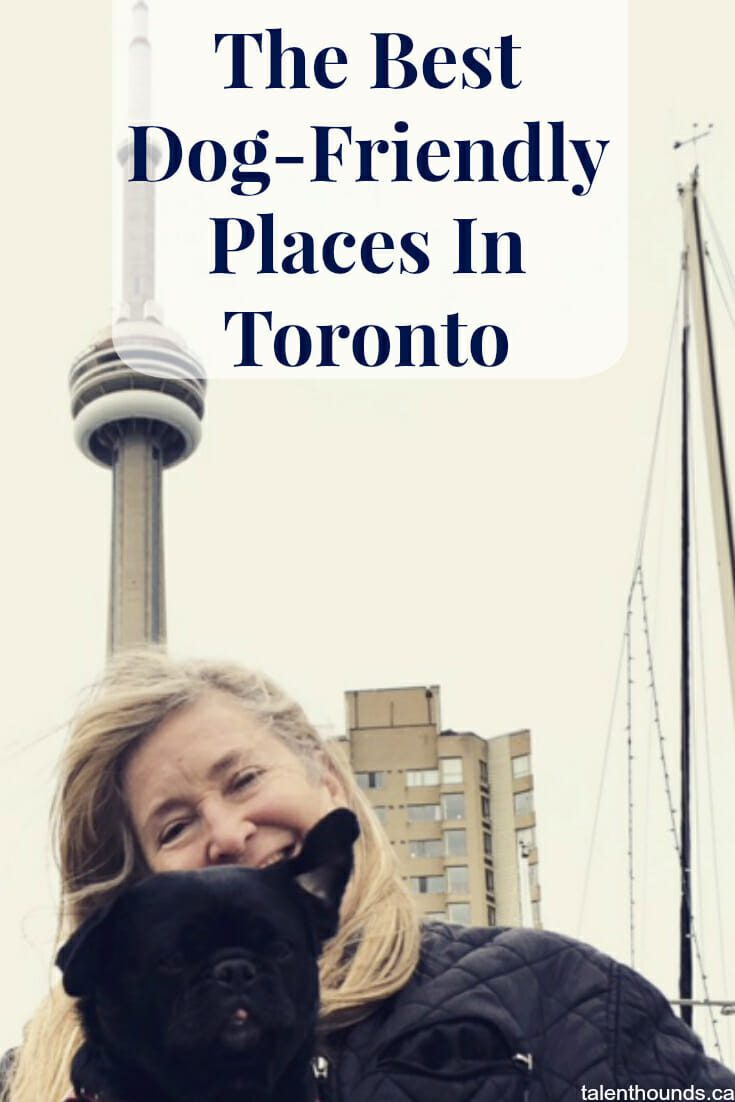 The Best Dog-Friendly Places In Toronto