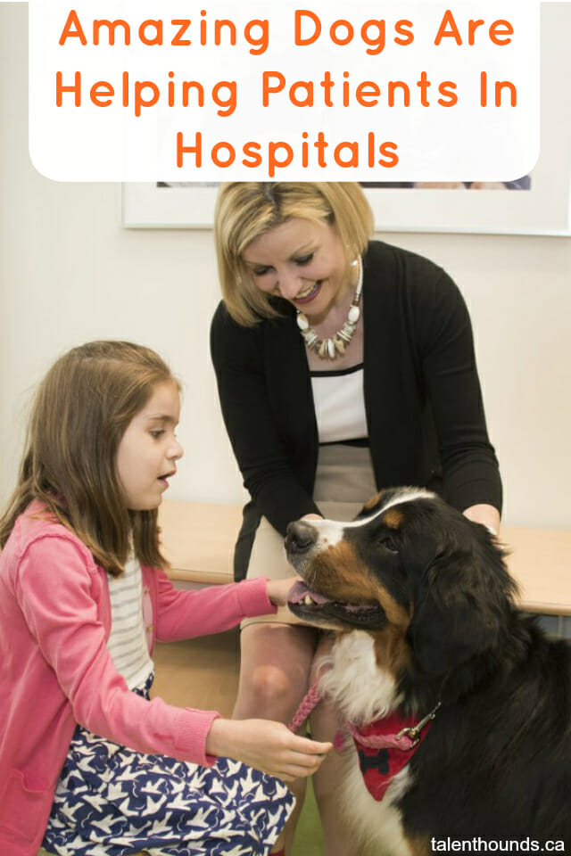 How Amazing Dogs Are Helping Patients In Hospitals in their healing ...
