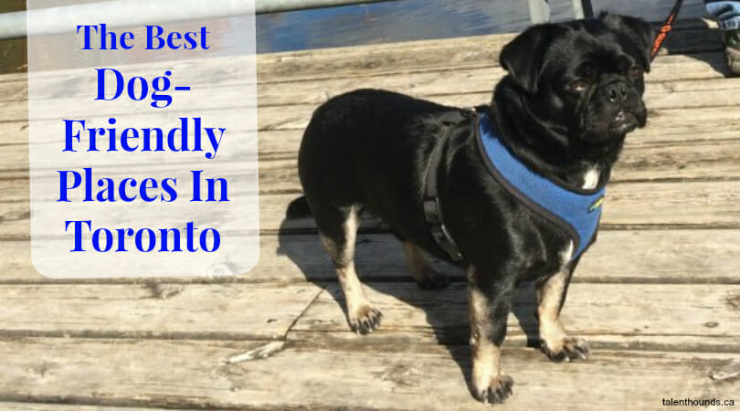 The Best Dog-Friendly Places In Toronto