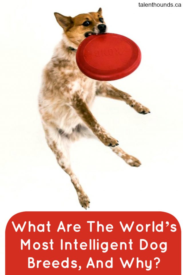 What Are The World's Most Intelligent Dog Breeds, And why?