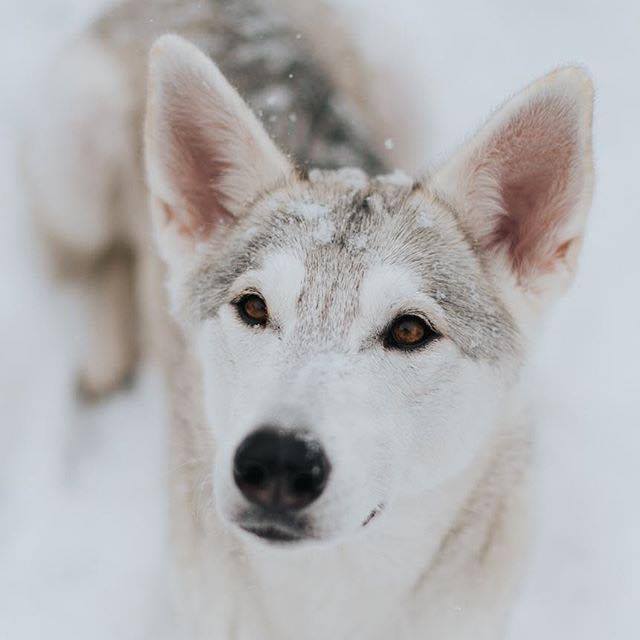 Have You Heard of The Tamaskan Dog Breed? - Talent Hounds