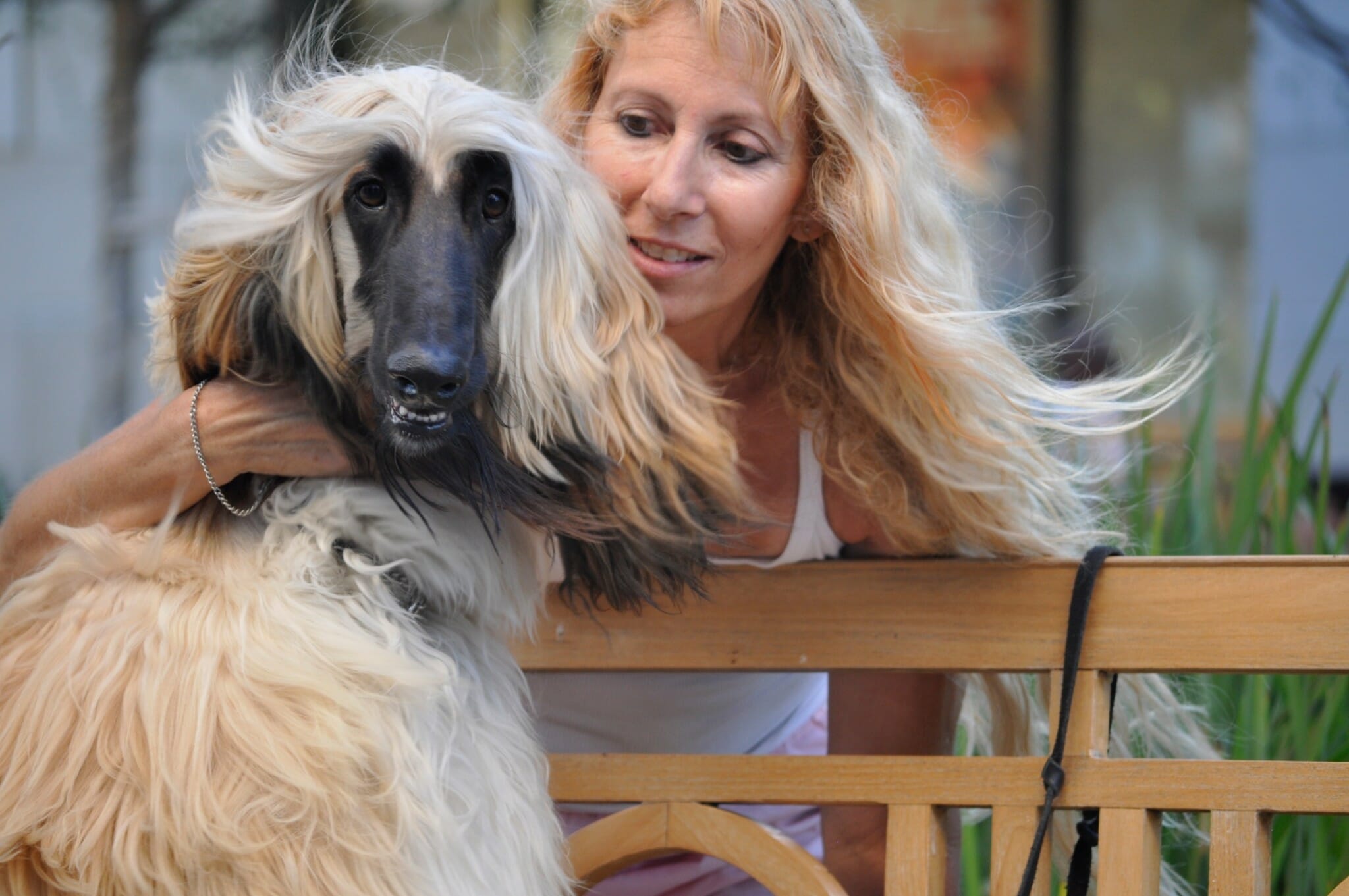 Our Afghan Therapy Dog of the Day Adar Helps People in Recovery ...