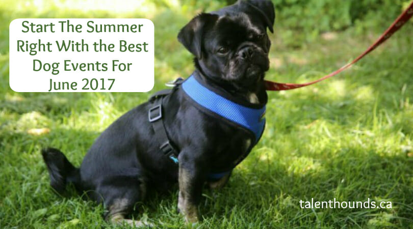 The Best Dog Events For June 2017 To Start The Summer Right - Talent Hounds