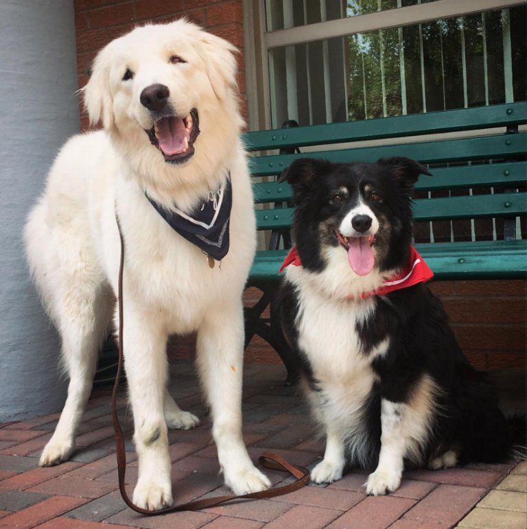 Amazing Smiley the Blind Therapy Dog brings Hope and Smiles to Millions.