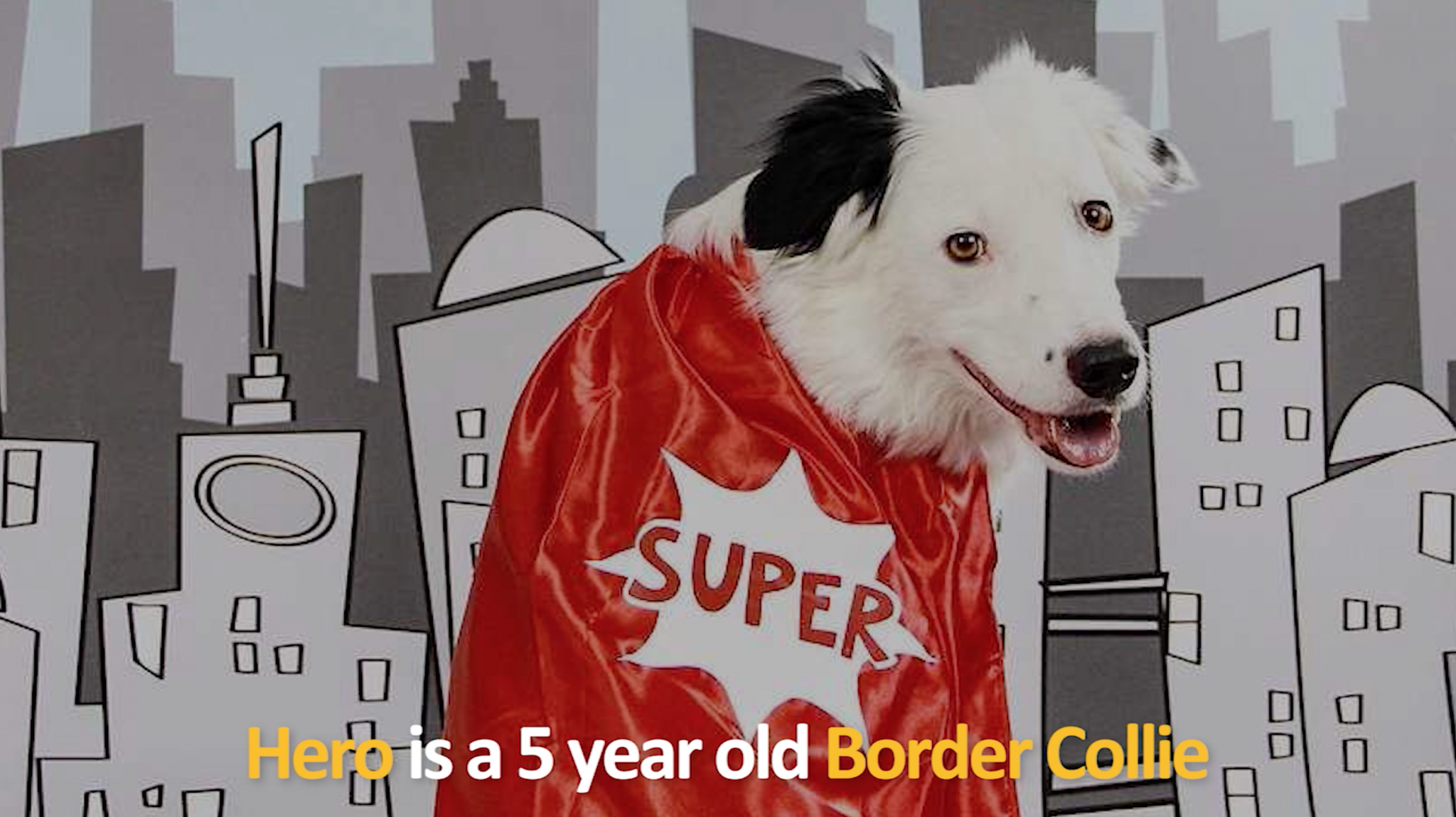 Exclusive Behind the Scenes on Talented Superstar Hero the Super Collie ...