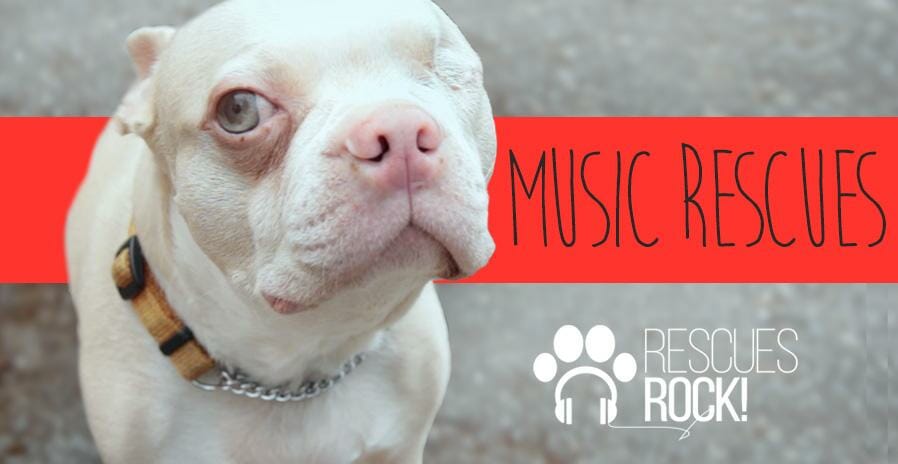 How to Cope with Loss and Help Rescues Dogs through Music- Music ...