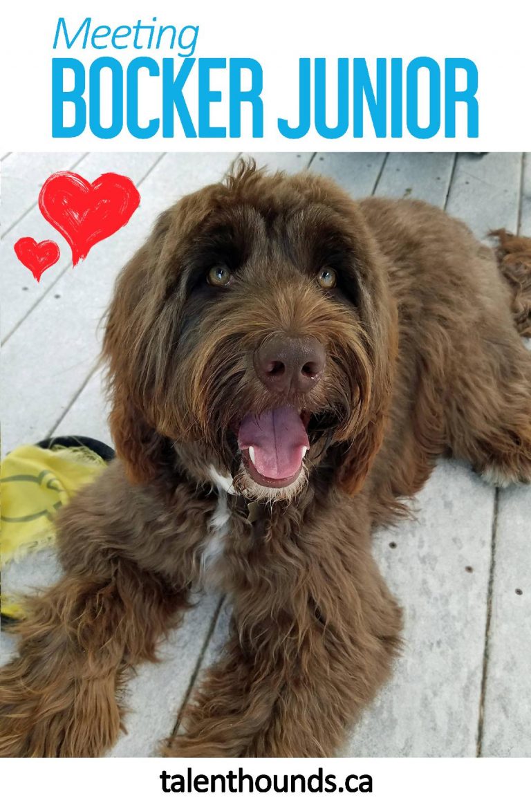 Remembering an Amazing Dog with Love and Letting Love Live On - Talent ...