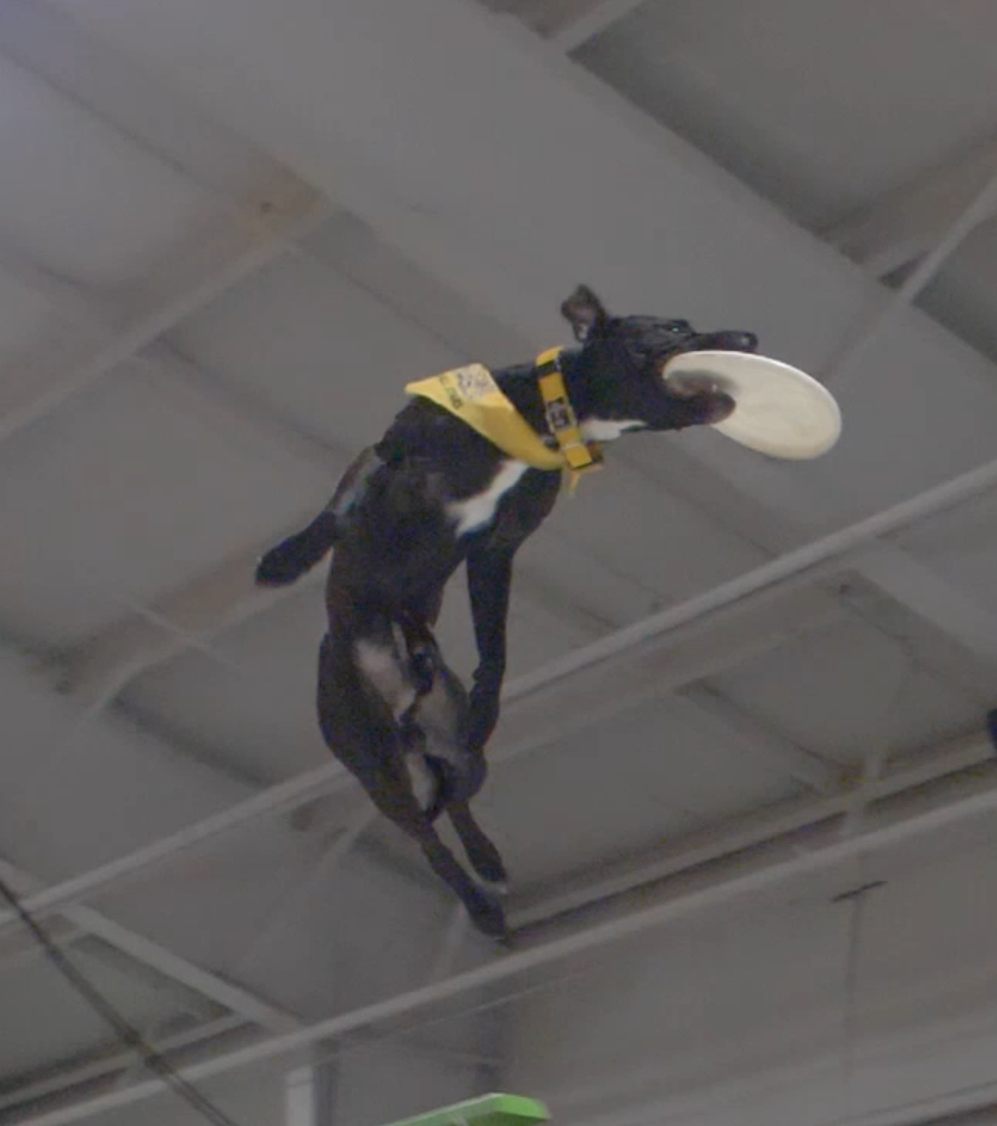 Behind the Scenes at the Amazing New Woofjocks Show - Talent Hounds