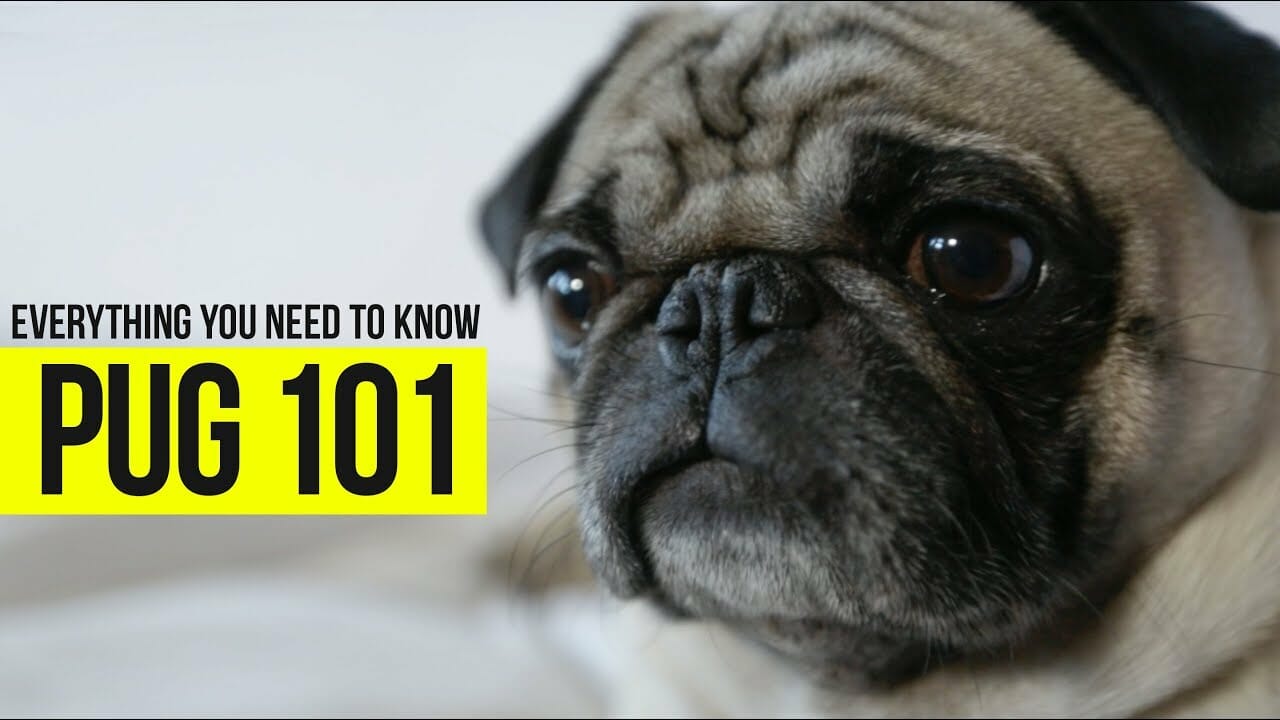 Everything you need to know about pugs. - Talent Hounds
