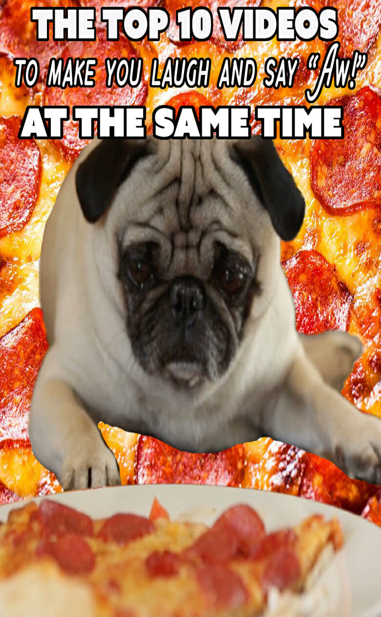 The Top 10 Best Dog Videos to Make You Laugh and Say "Aw!" at the Same ...